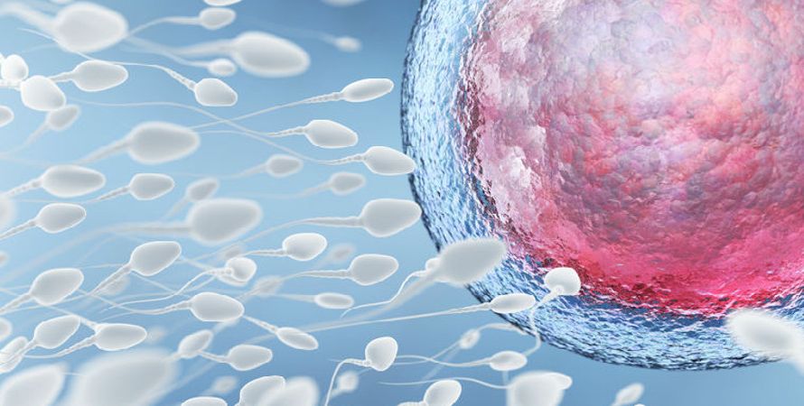 Jajna stanica i oplodnja - Trudnoca.Net